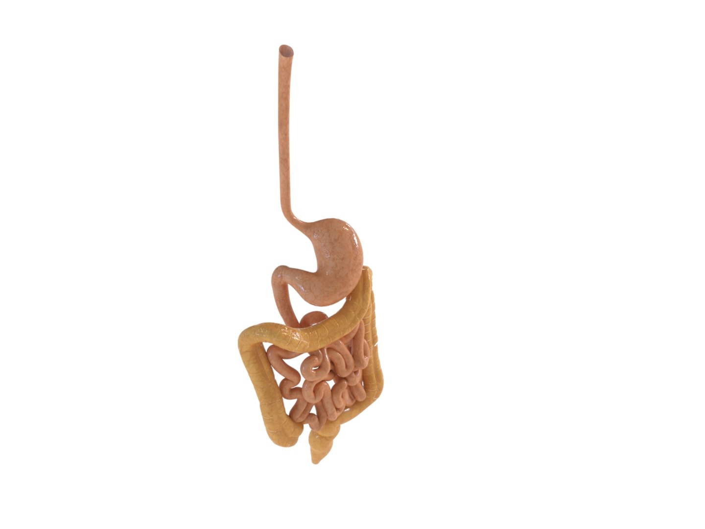3D Model Human Abdomen Organ Anatomy - TurboSquid 1570417