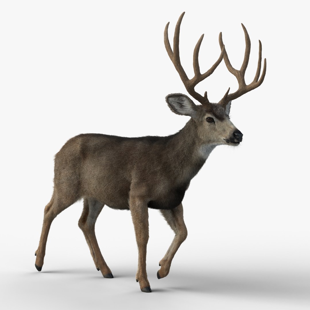 3D Mule Deer - TurboSquid 2056573