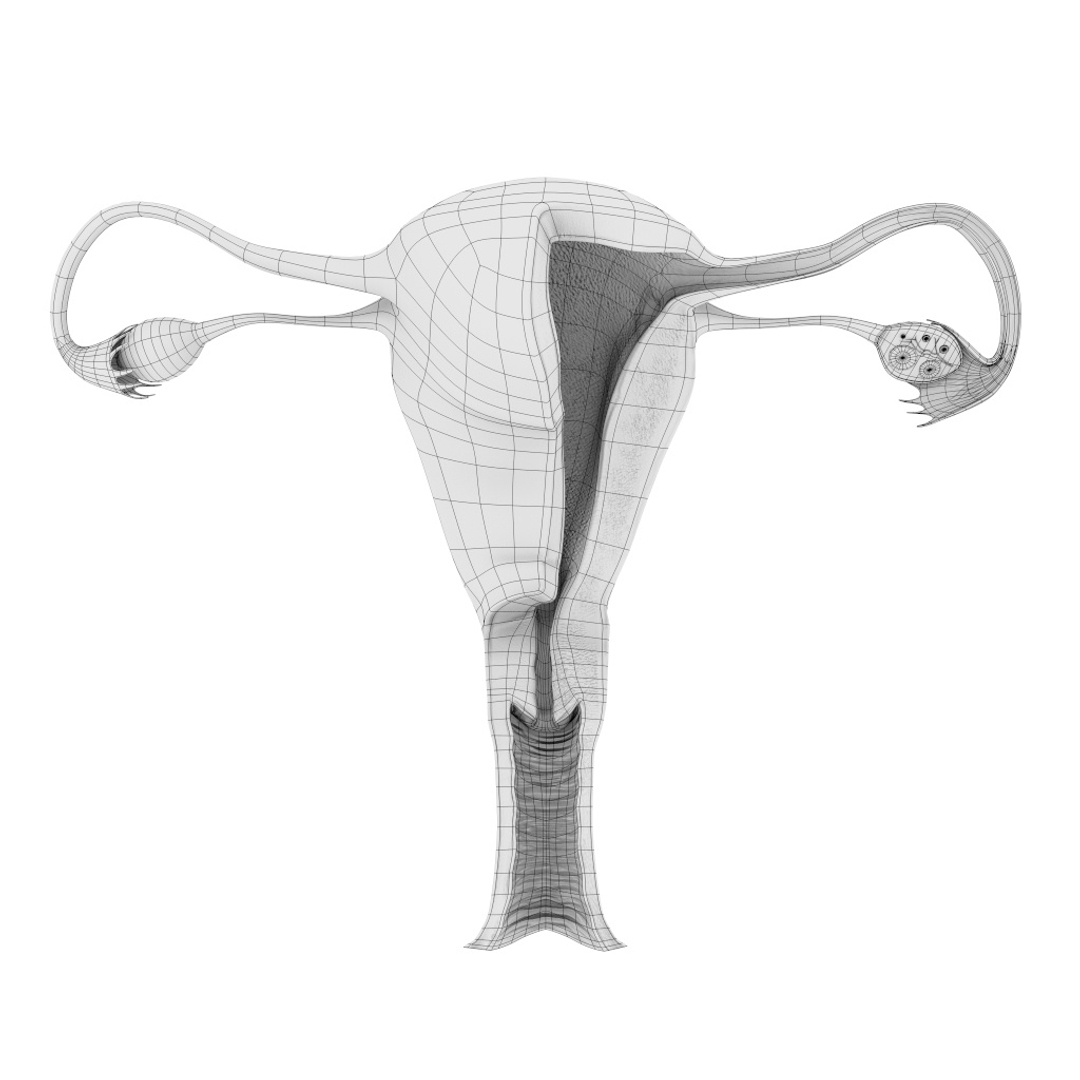 Female Reproductive Dissection 3D Model - TurboSquid 1370195