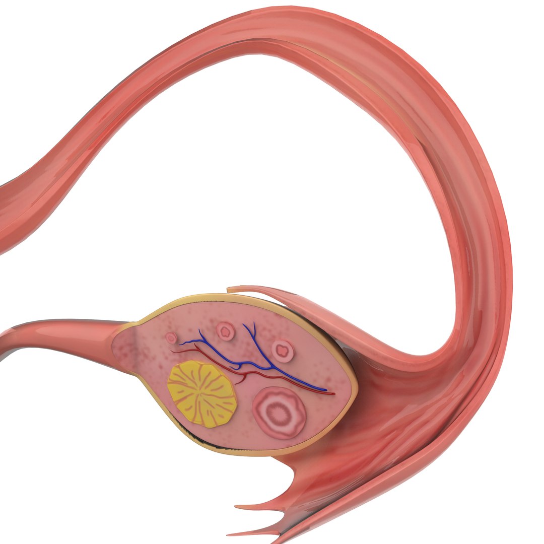 Female Reproductive Dissection 3D Model - TurboSquid 1370195