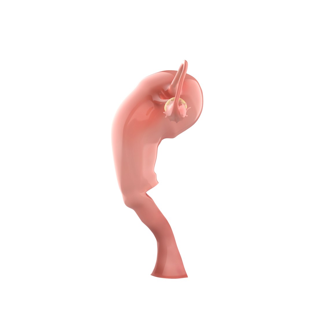 Female Reproductive Dissection 3D Model - TurboSquid 1370195