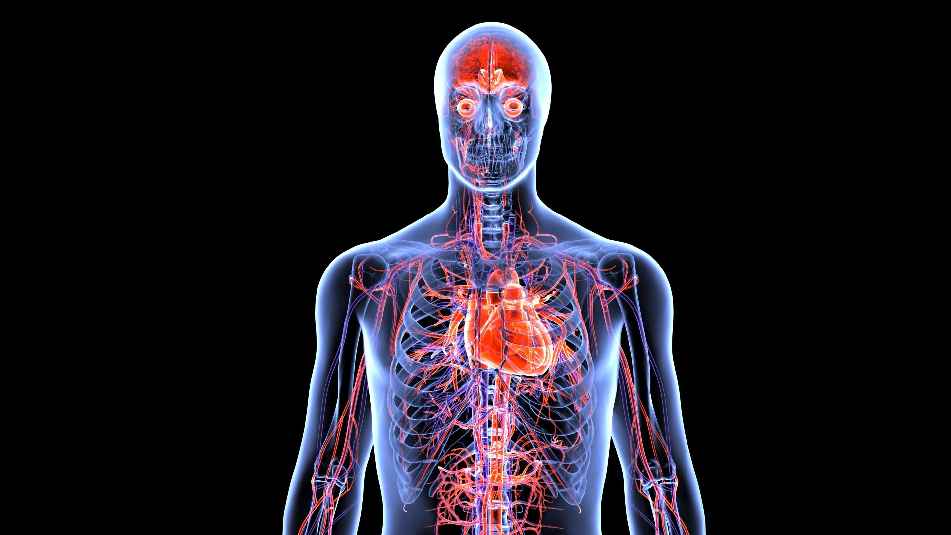 Circulatory System 3D - TurboSquid 1834123