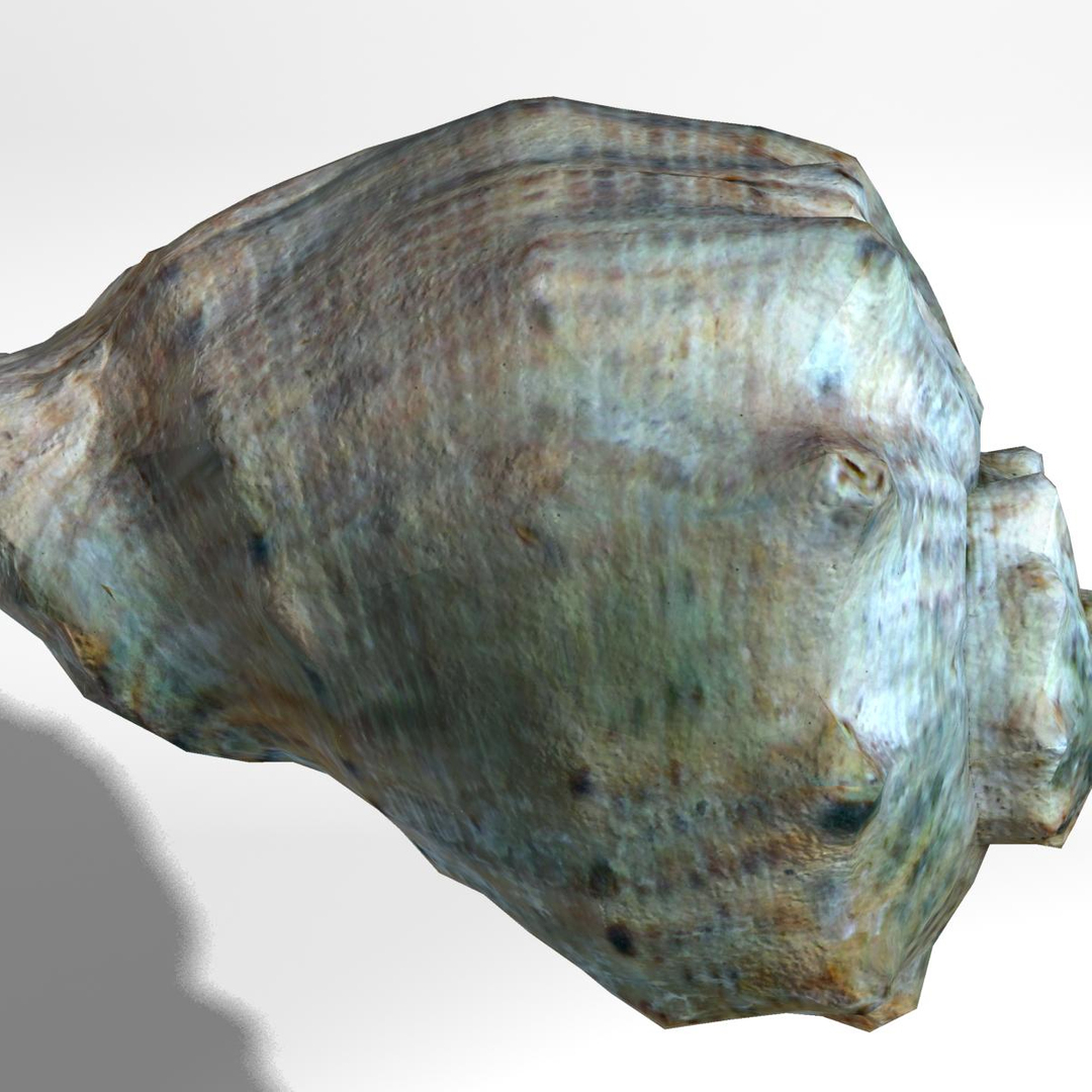 Maya Sea Shell