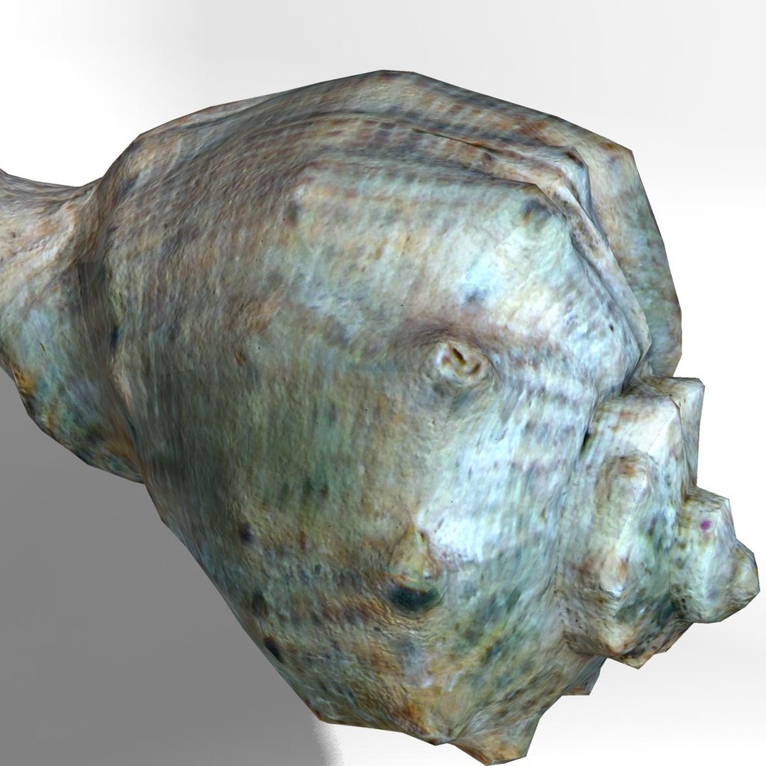 Maya Sea Shell
