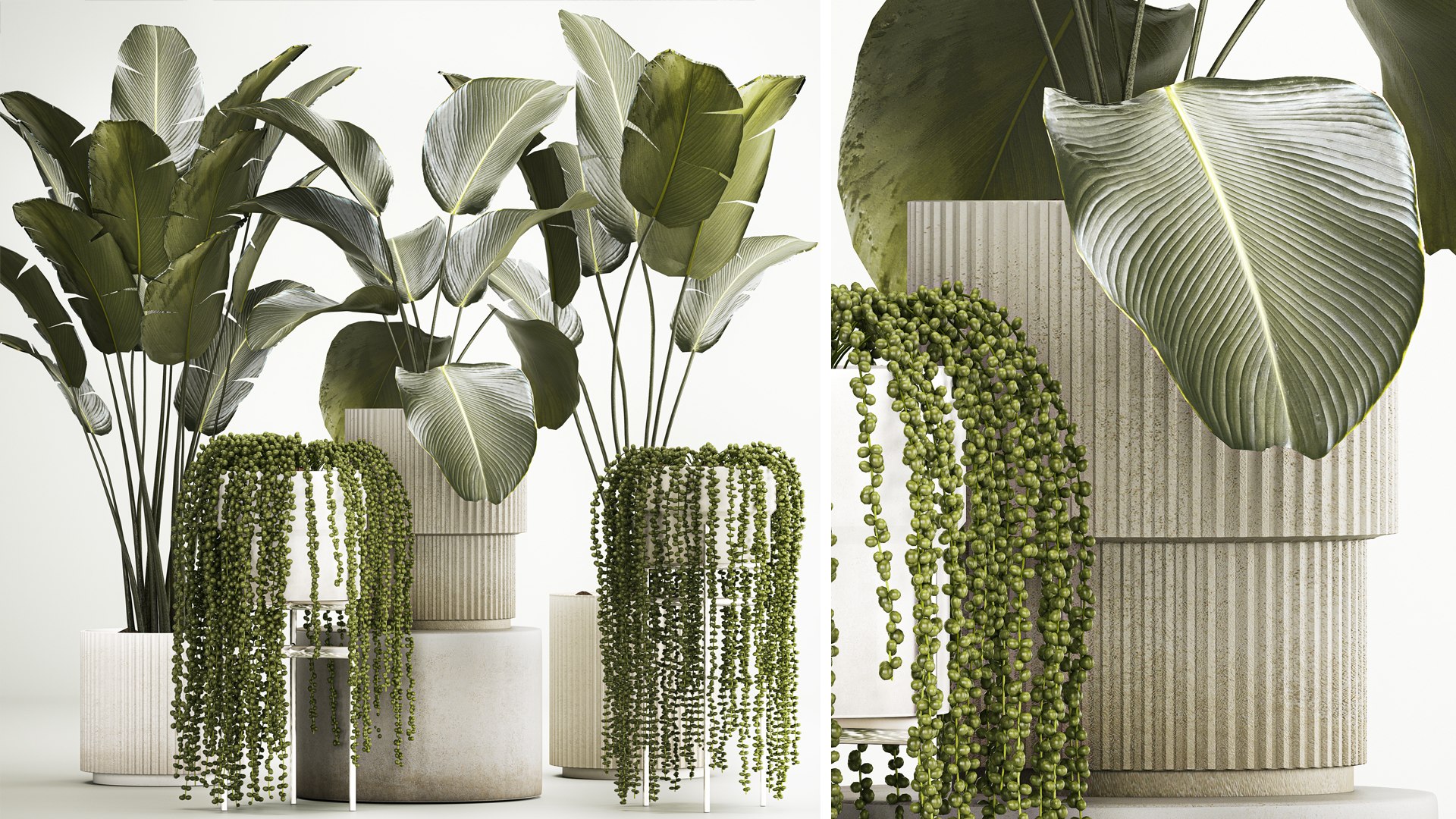 Beautiful Strelitzia and Calathea lutea plants in a flower pot 1322 3D ...