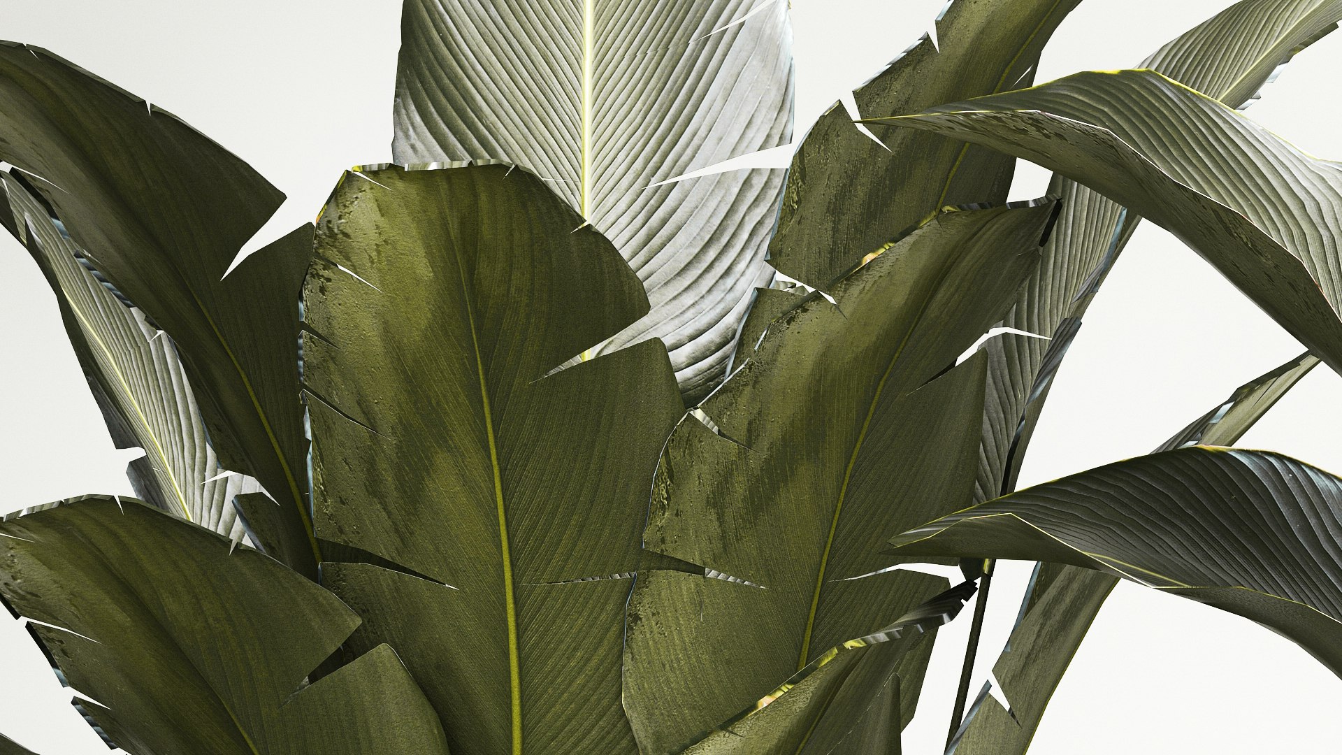 Beautiful Strelitzia and Calathea lutea plants in a flower pot 1322 3D ...