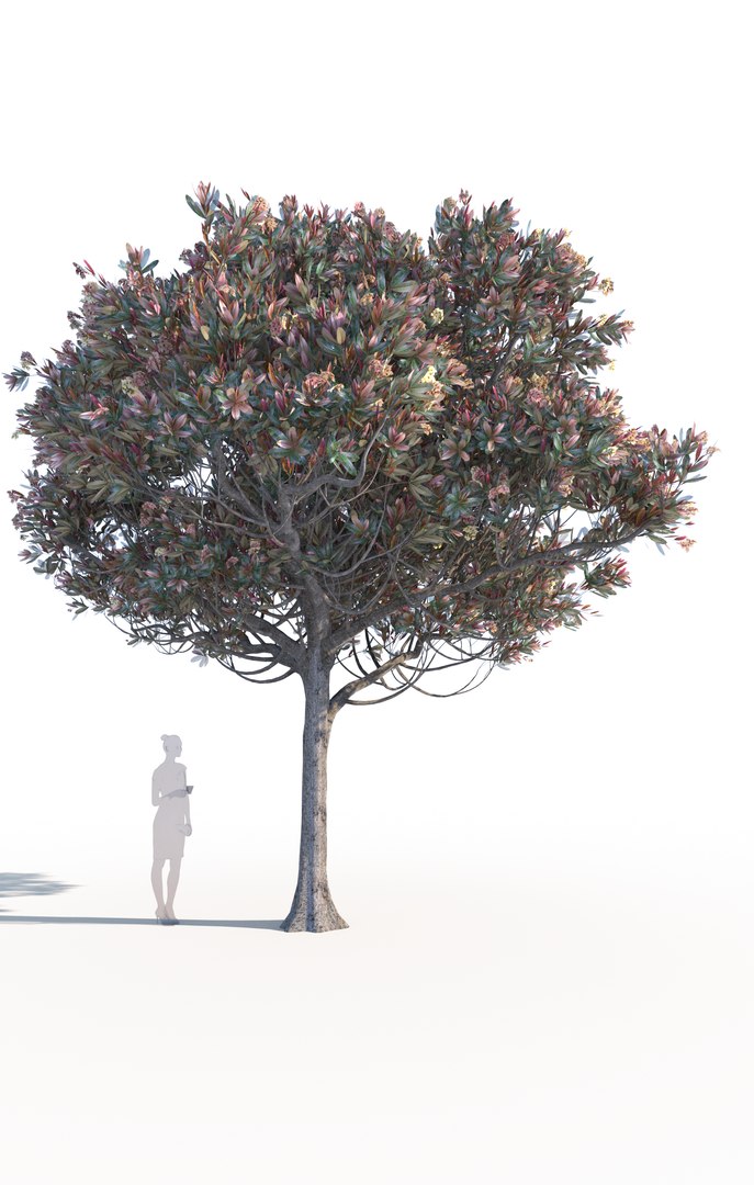 Mature Bronze Loquat Eriobotrya 3D Model - TurboSquid 1697991