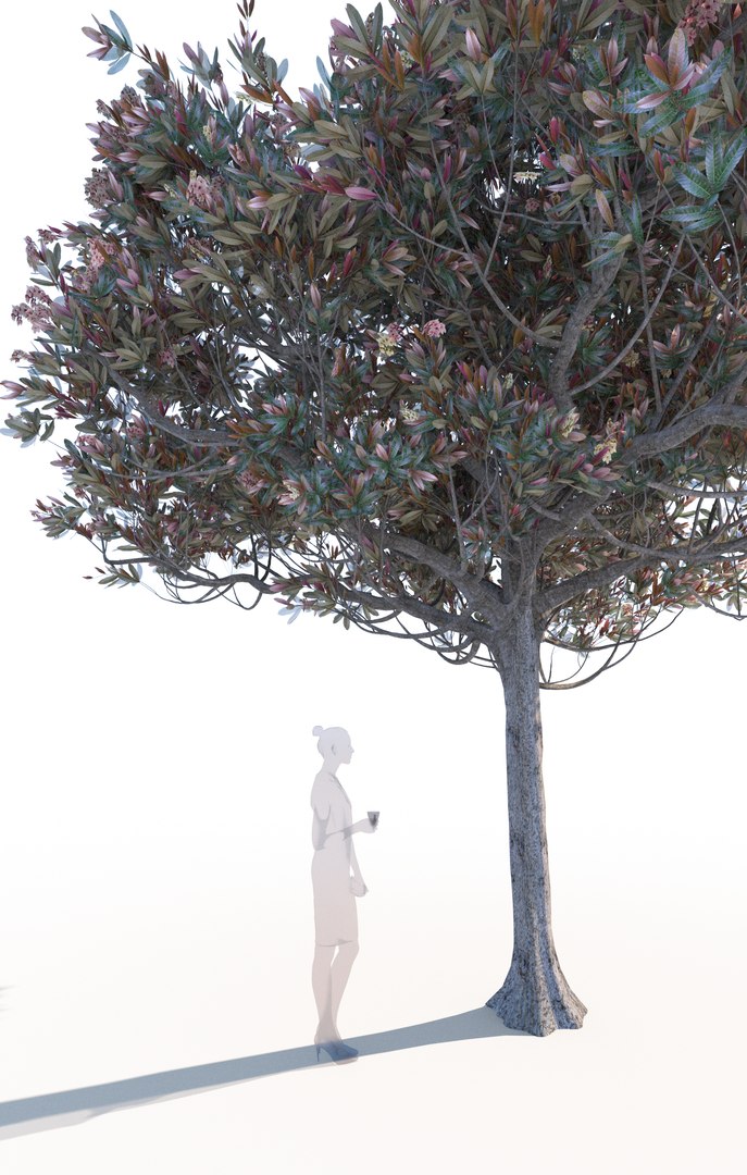 Mature Bronze Loquat Eriobotrya 3D Model - TurboSquid 1697991