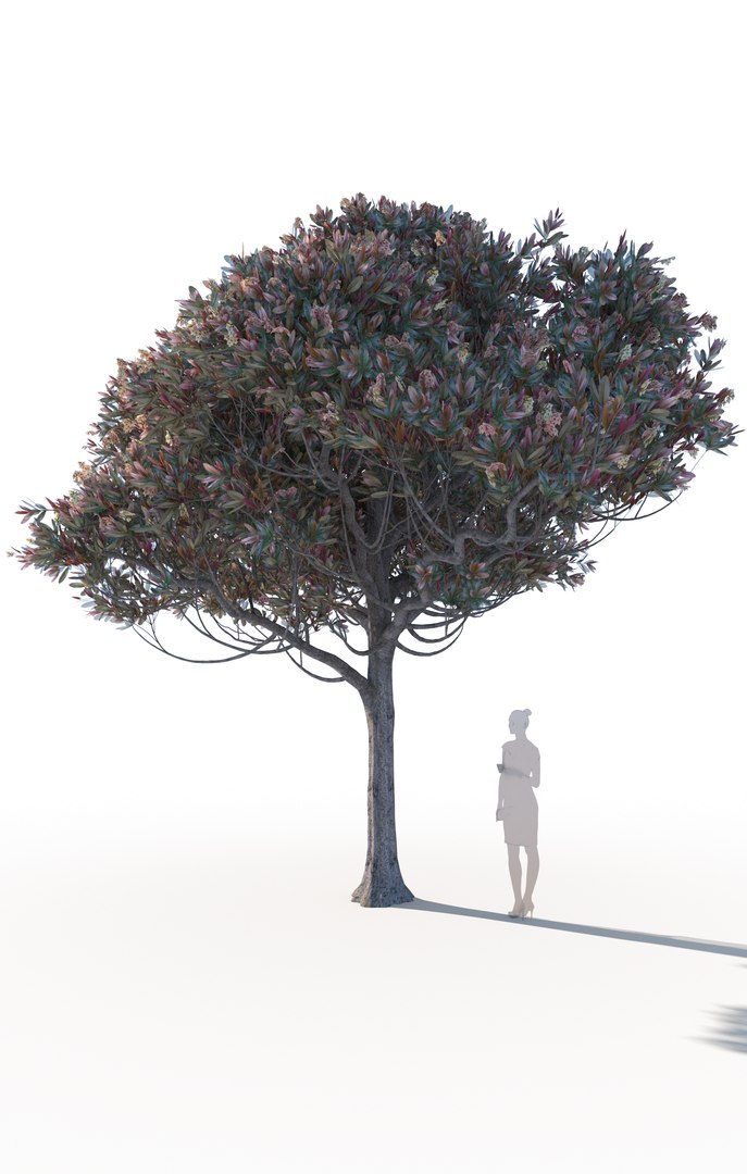 Mature Bronze Loquat Eriobotrya 3D Model - TurboSquid 1697991