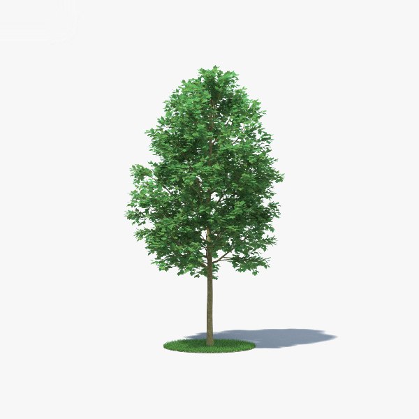 Plane Tree OBJ Models for Download | TurboSquid