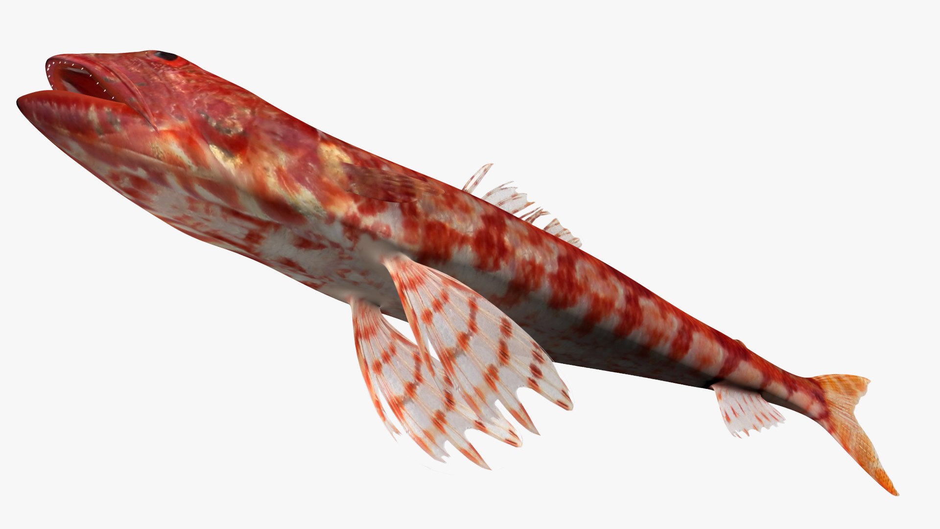 Calico Lizardfish 3D Model - TurboSquid 1734865
