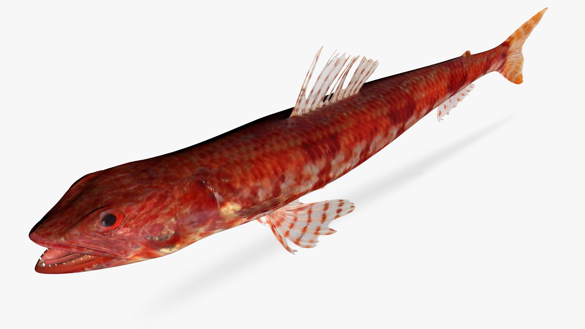 Calico Lizardfish 3D Model - TurboSquid 1734865