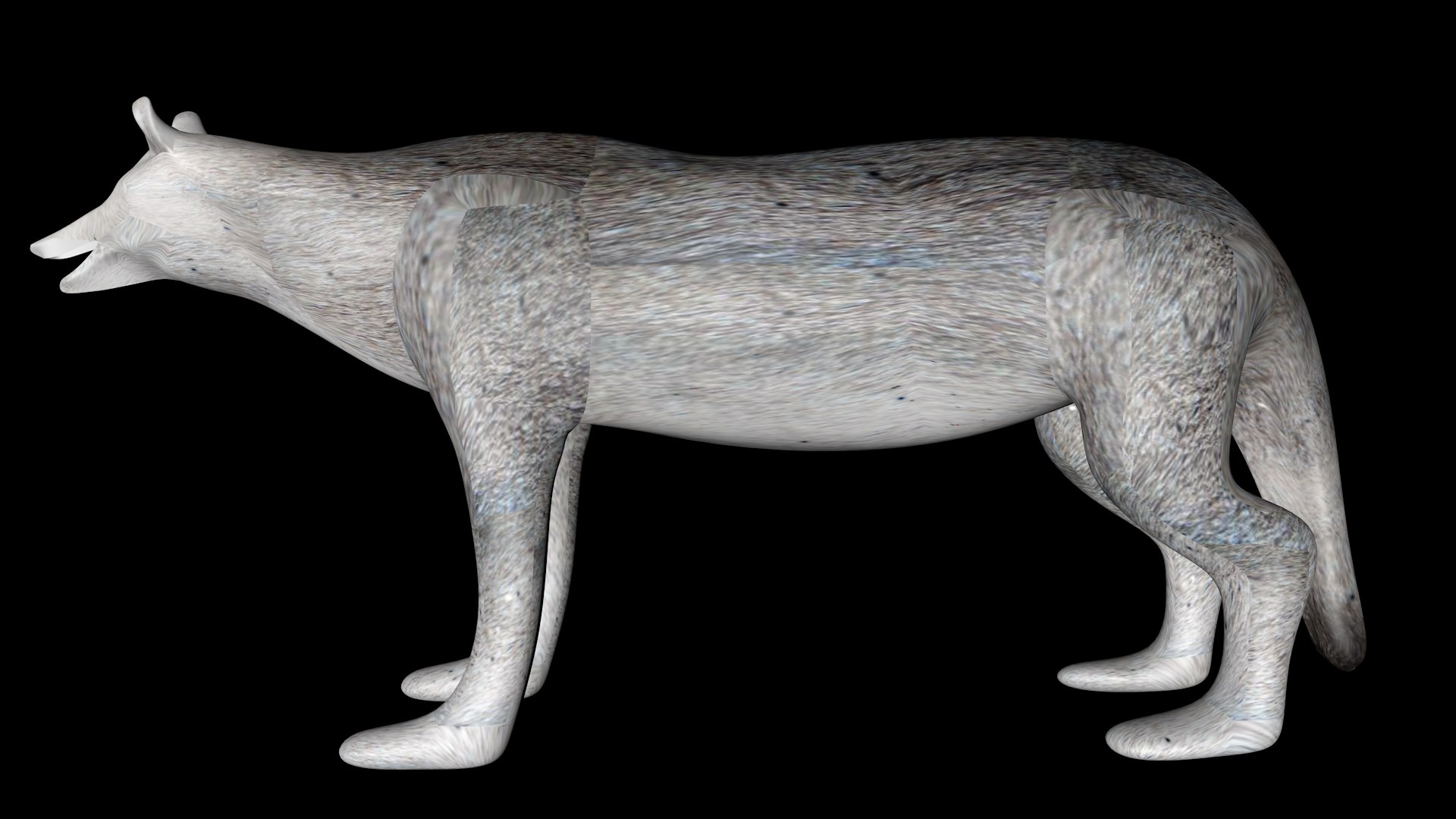 Free 3D Gray Wolf - TurboSquid 1251296