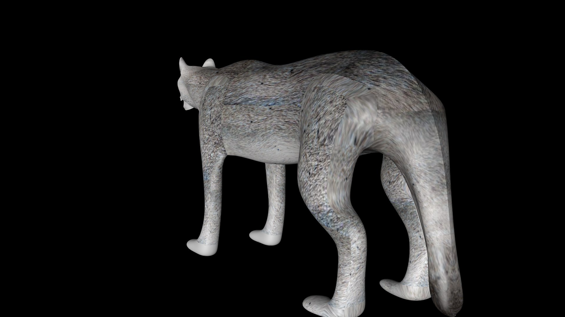 Free 3D Gray Wolf - TurboSquid 1251296