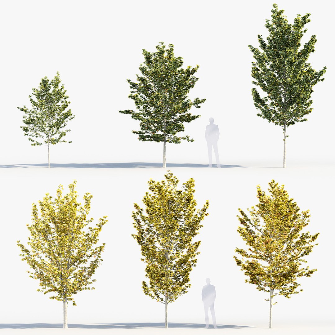 Acer pseudoplatanus Sycamore maple model - TurboSquid 2056499