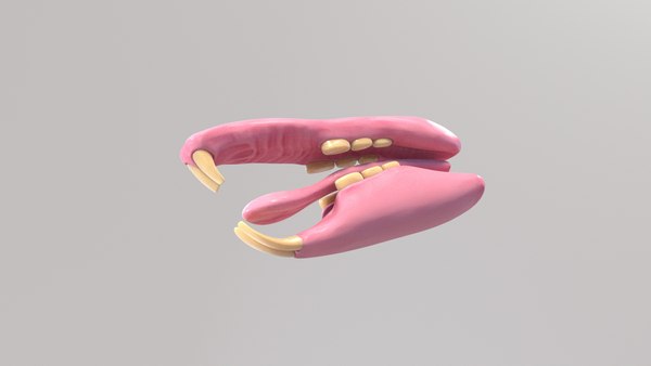 3D model realistic rat mouth - TurboSquid 1477561