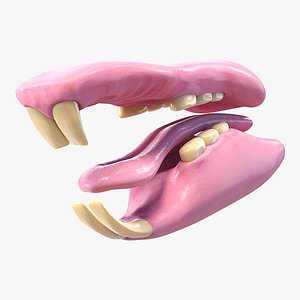 3D realistic cat mouth model - TurboSquid 1437282