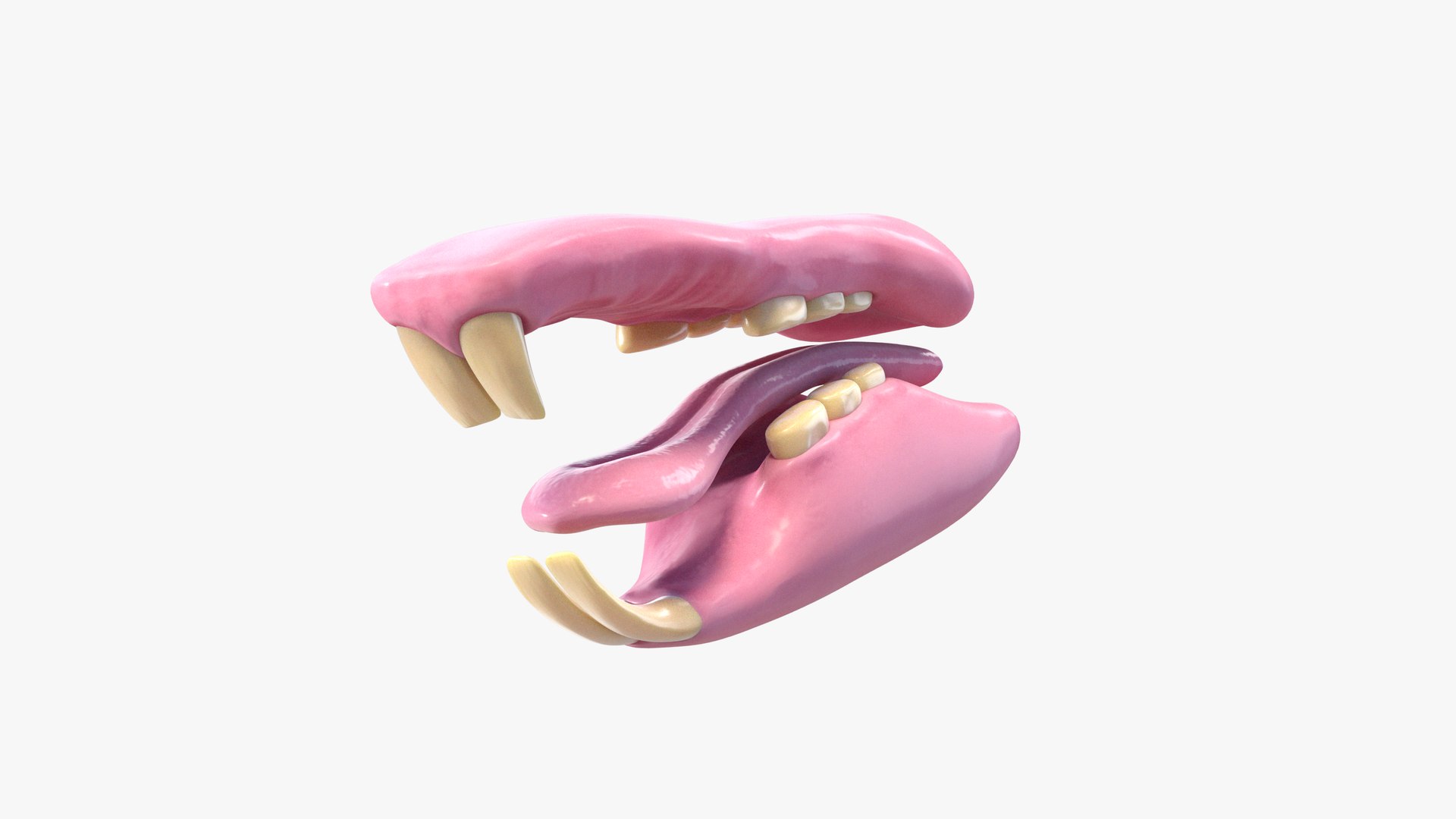 3D Model Realistic Rat Mouth - TurboSquid 1477561