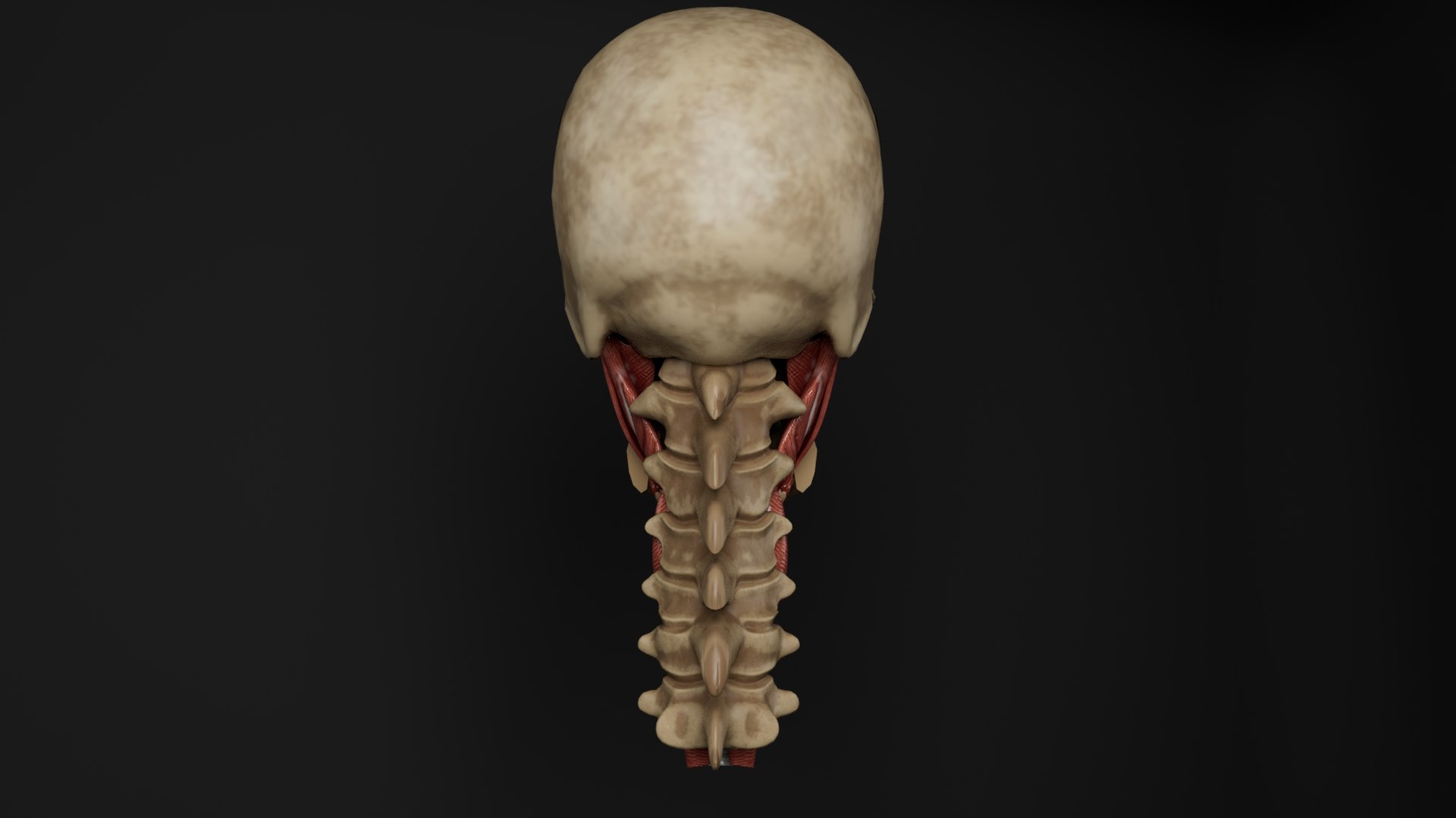 Human Anatomy-Muscular System-Buccopharyngeal Region Muscles 3D Model ...