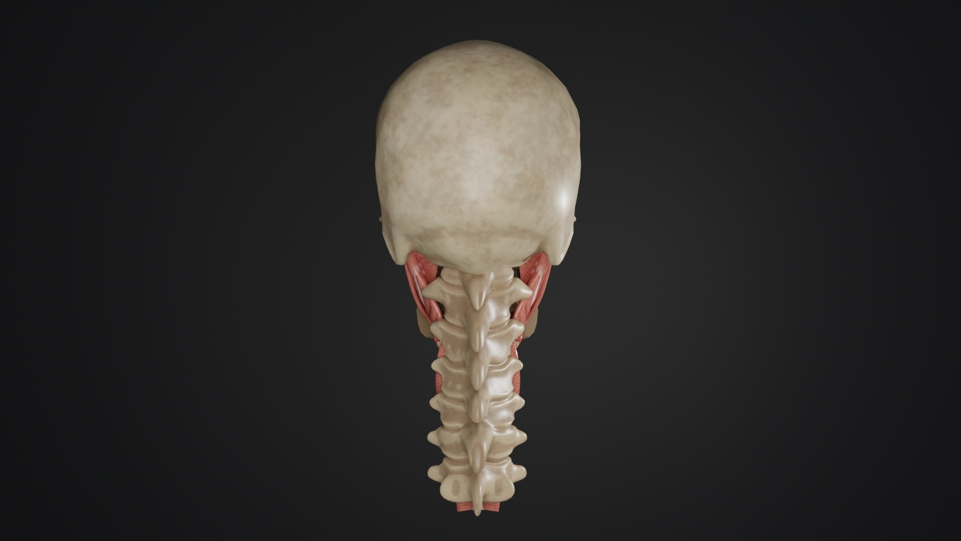 Human Anatomy-Muscular System-Buccopharyngeal Region Muscles 3D Model ...