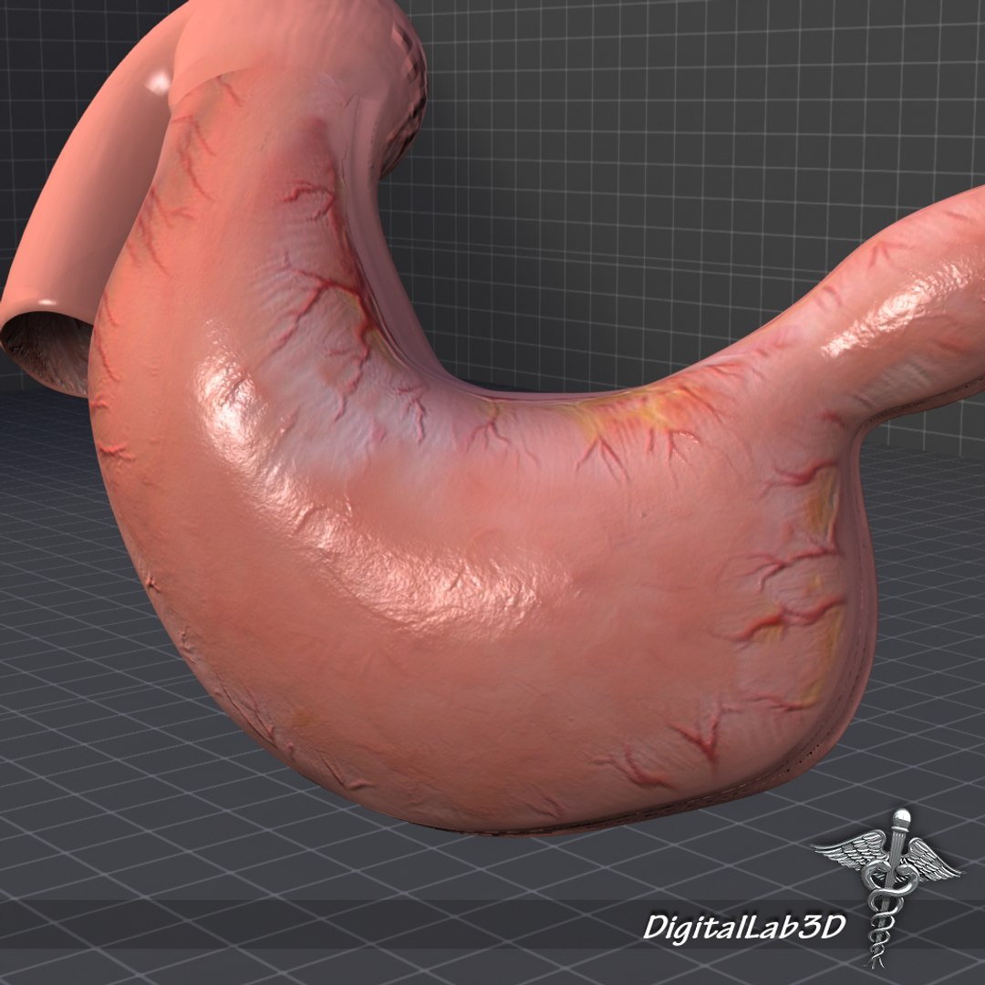 3d Stomach Anatomy Organ Model