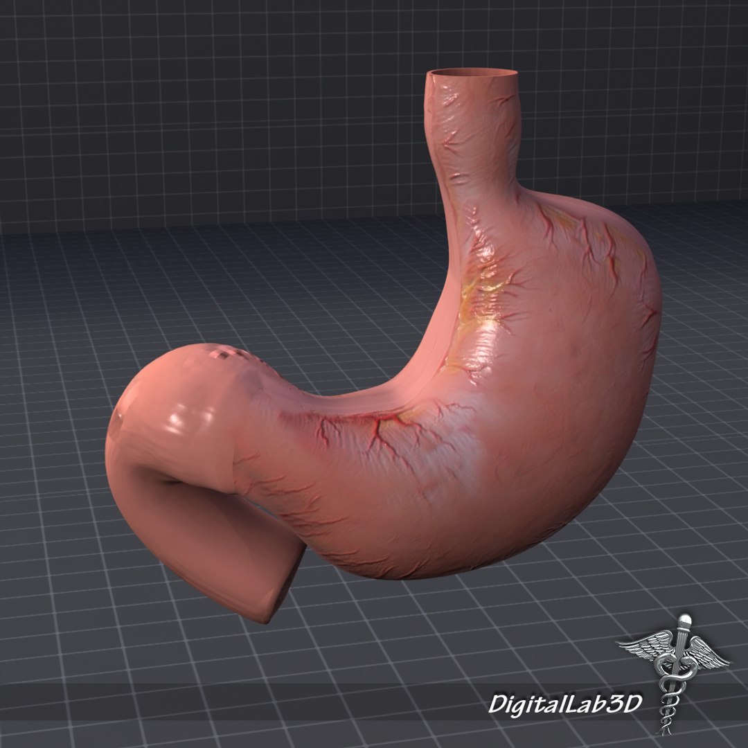 3d Stomach Anatomy Organ Model