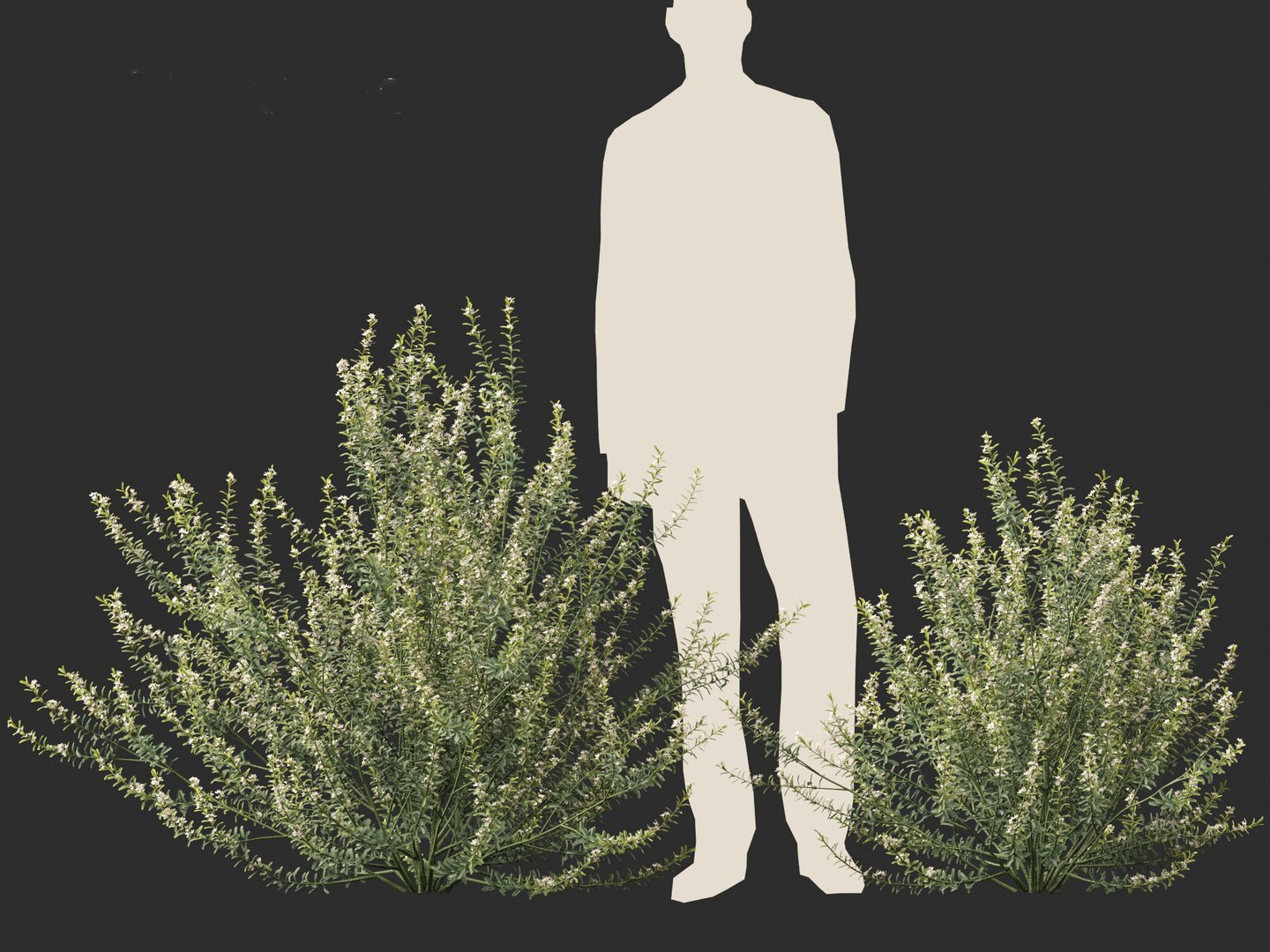 Philotheca Myoporoides Ruby Cascade - Wax Flower 3D Model - TurboSquid ...