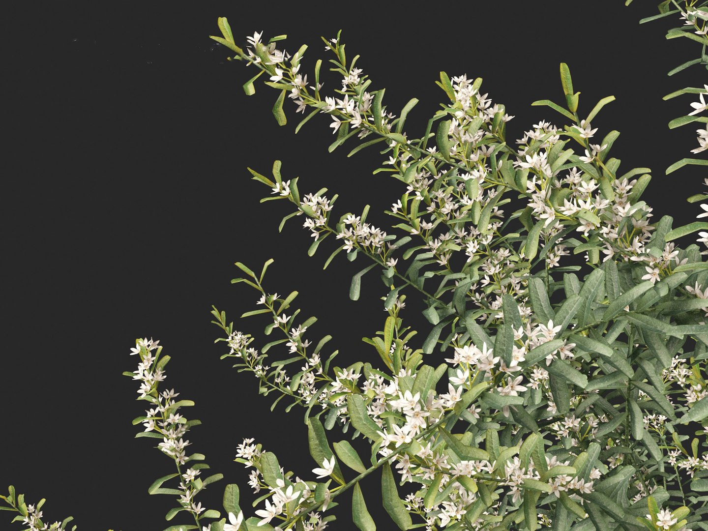 Philotheca Myoporoides Ruby Cascade - Wax Flower 3D Model - TurboSquid ...