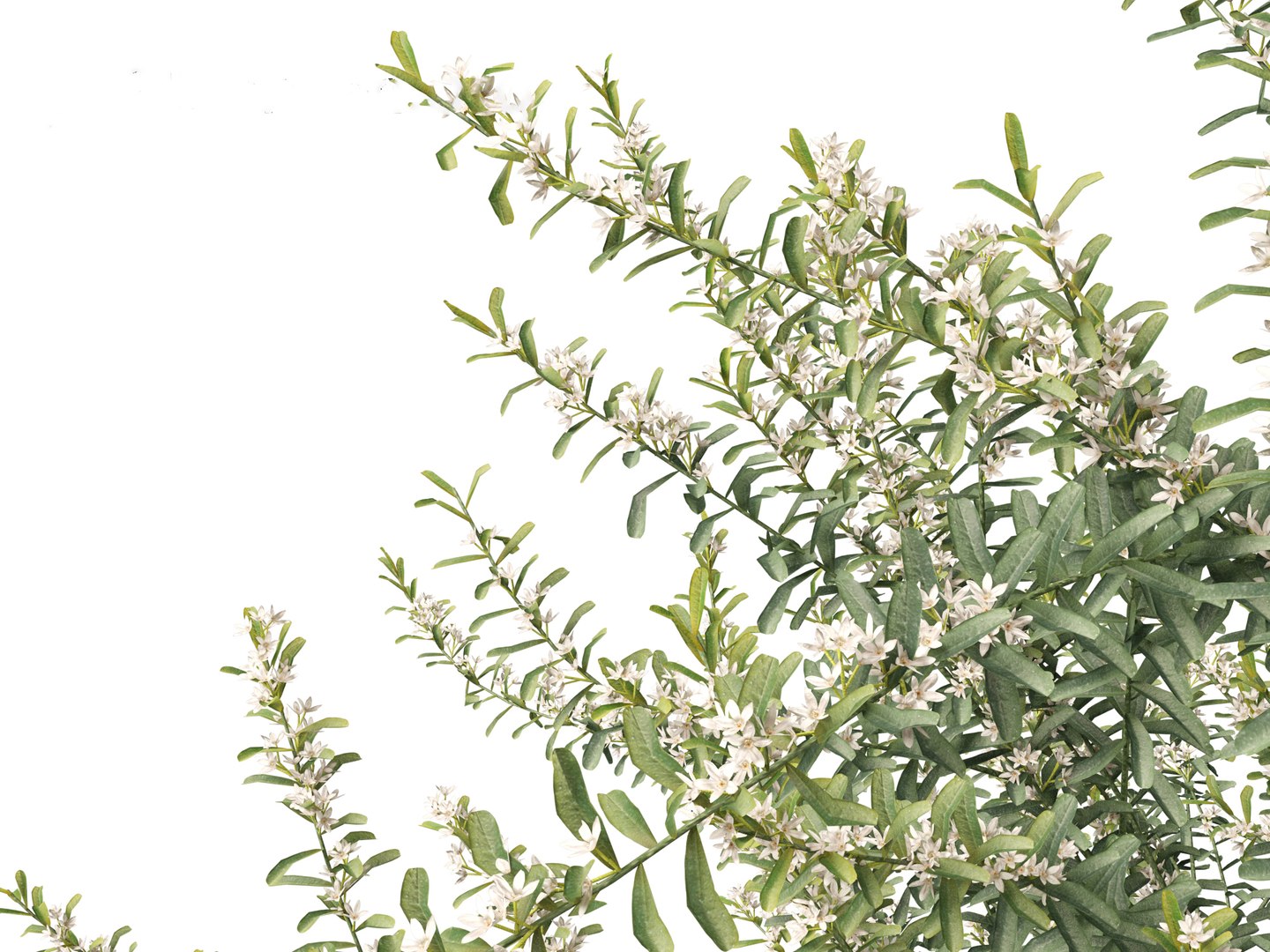 Philotheca Myoporoides Ruby Cascade - Wax Flower 3D Model - TurboSquid ...