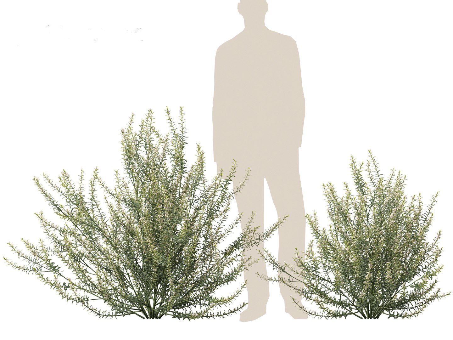 Philotheca Myoporoides Ruby Cascade - Wax Flower 3D Model - TurboSquid ...