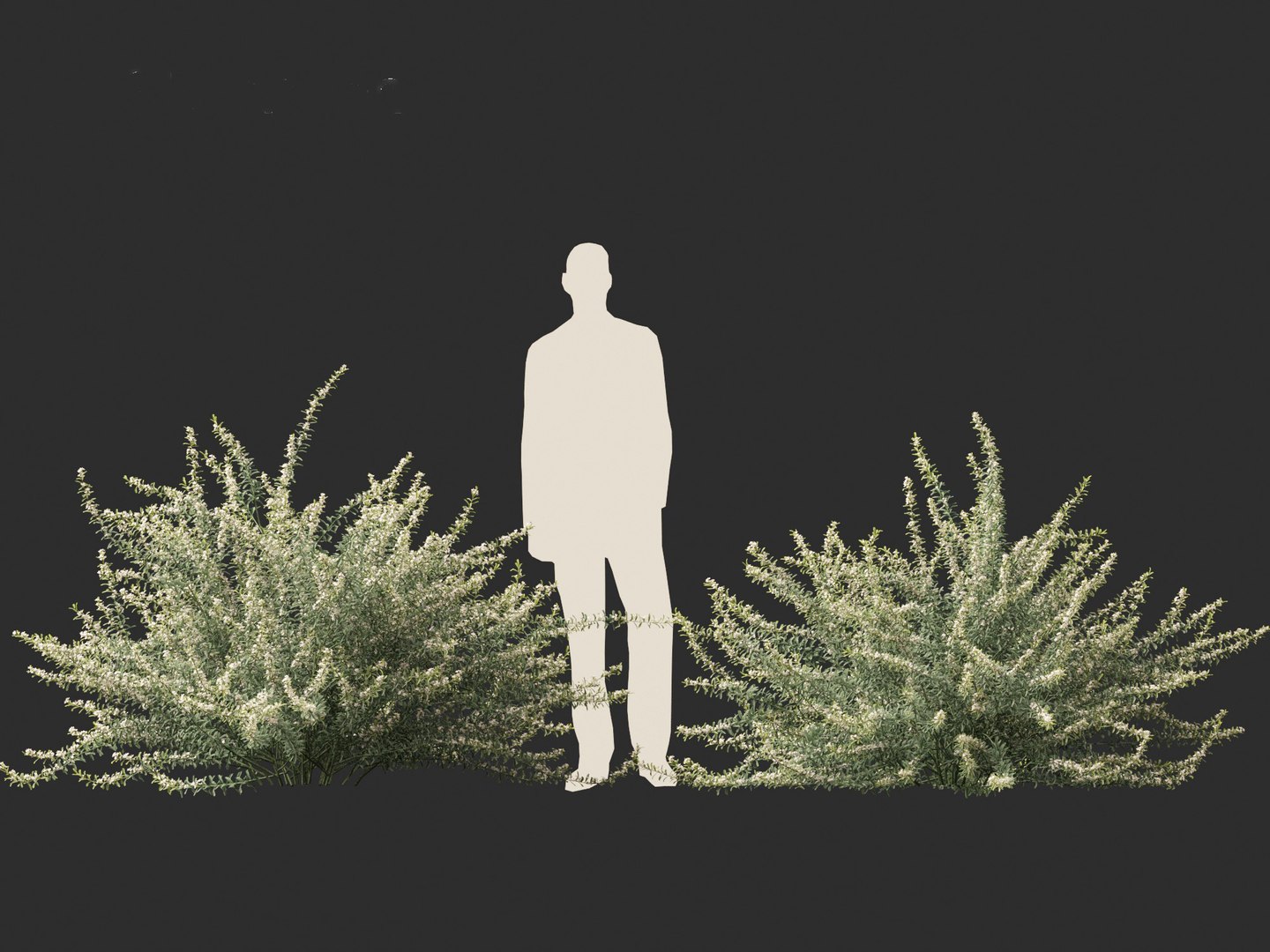 Philotheca Myoporoides Ruby Cascade - Wax Flower 3D Model - TurboSquid ...