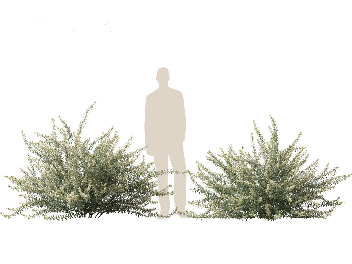 Philotheca Myoporoides Ruby Cascade - Wax Flower 3D Model - TurboSquid ...