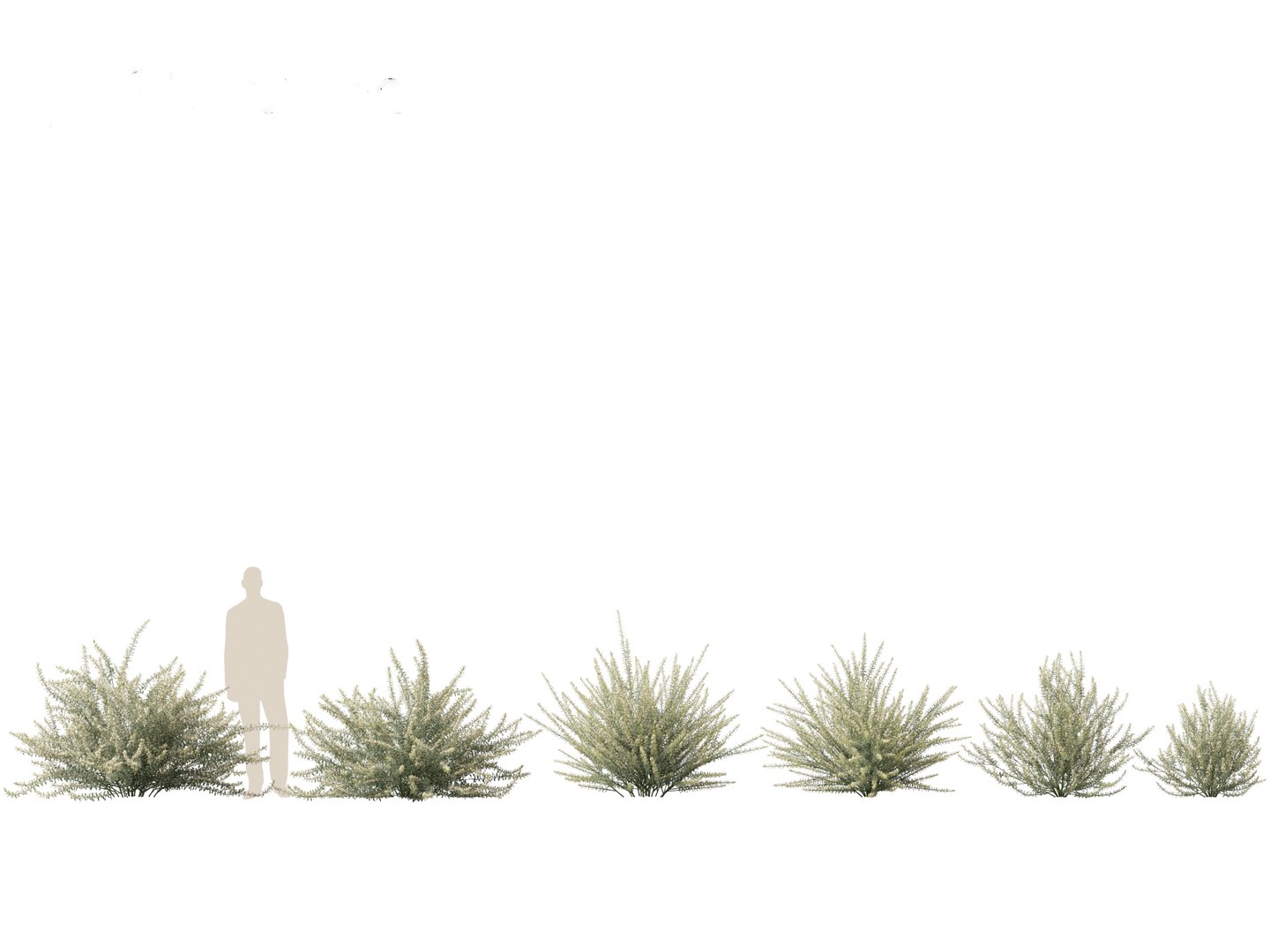 Philotheca Myoporoides Ruby Cascade - Wax Flower 3D Model - TurboSquid ...