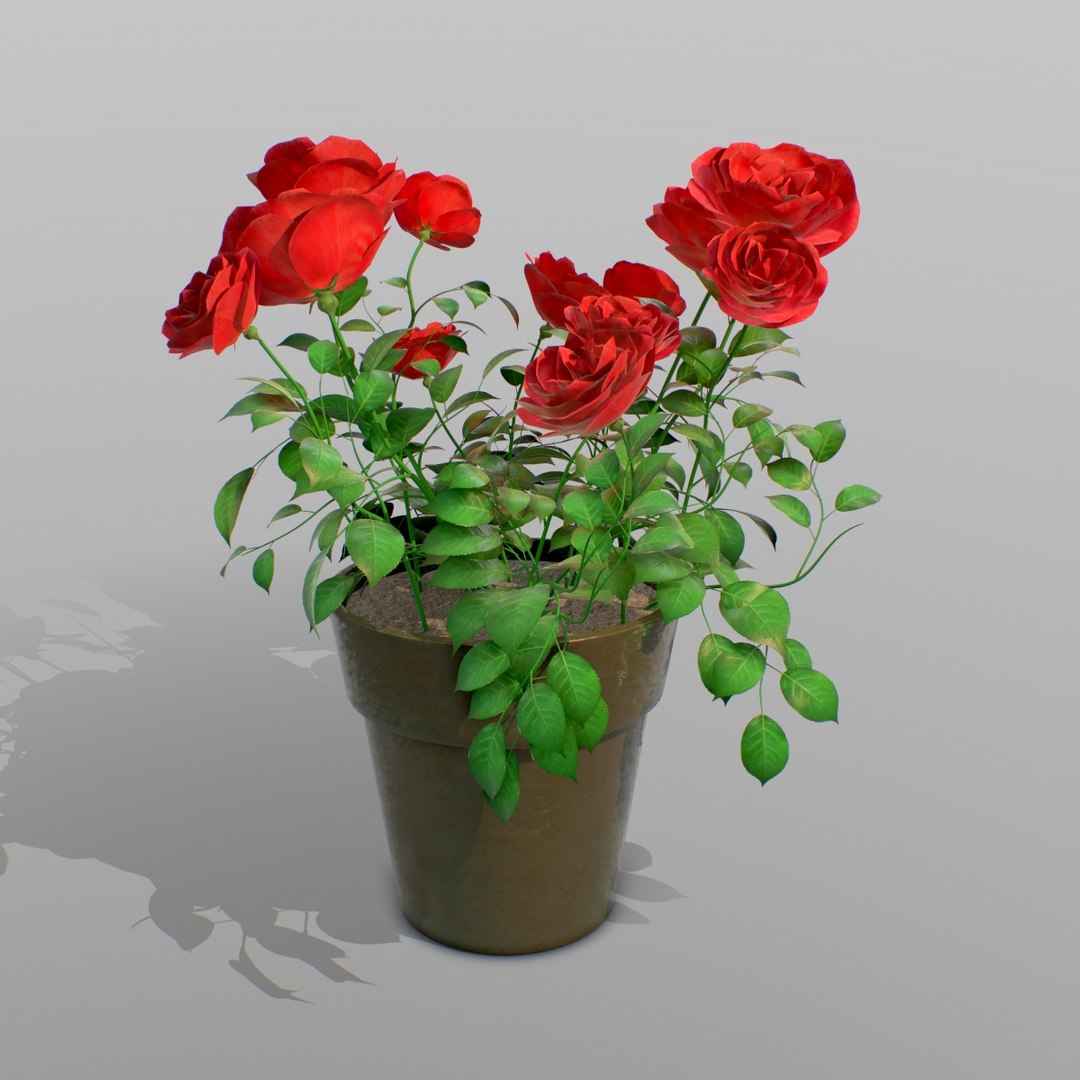 Roses 3D Model - TurboSquid 1779323