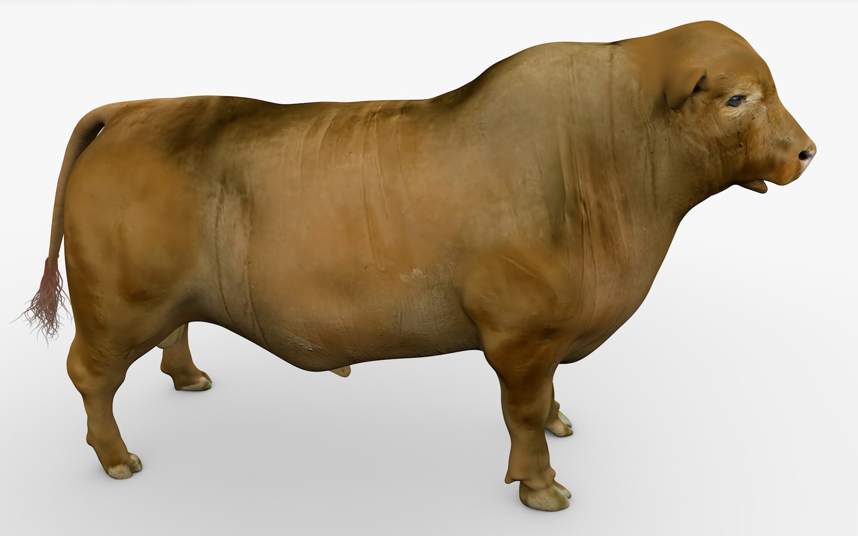 3D RED ANGUS L2060 - TurboSquid 2153509