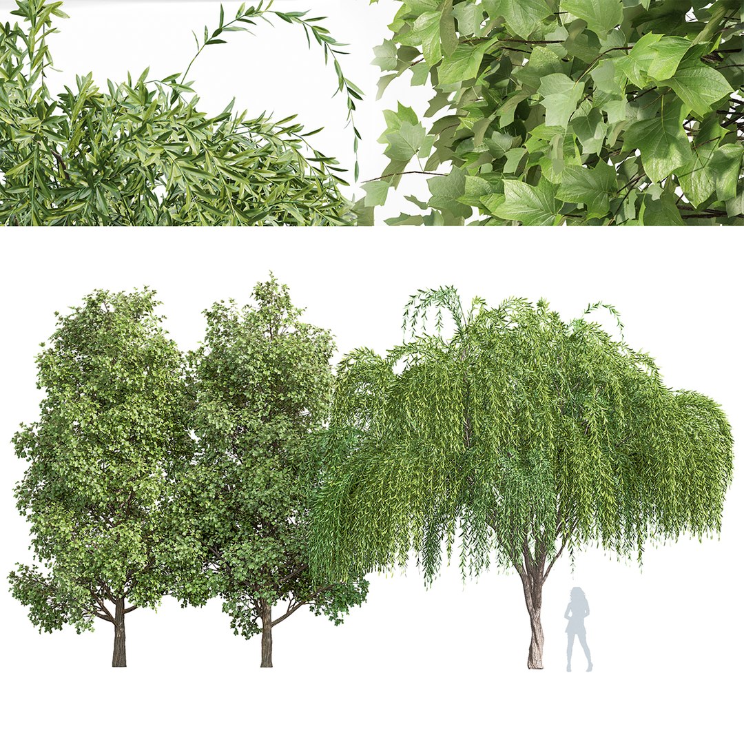 3D Weeping Willow And Tulip Poplar - TurboSquid 2162816