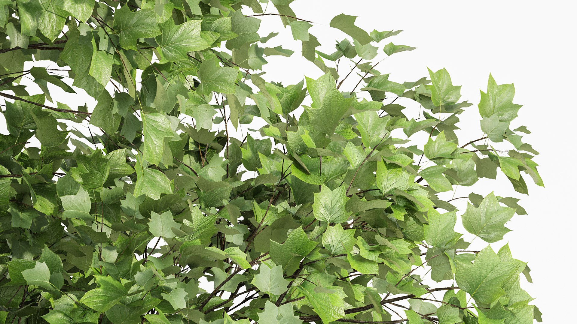 3D Weeping Willow And Tulip Poplar - TurboSquid 2162816