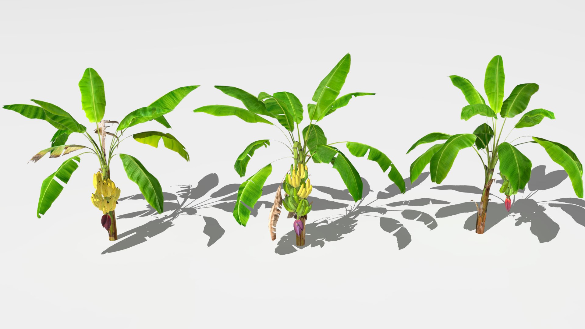 3D Banana Plantation Model - TurboSquid 1991056