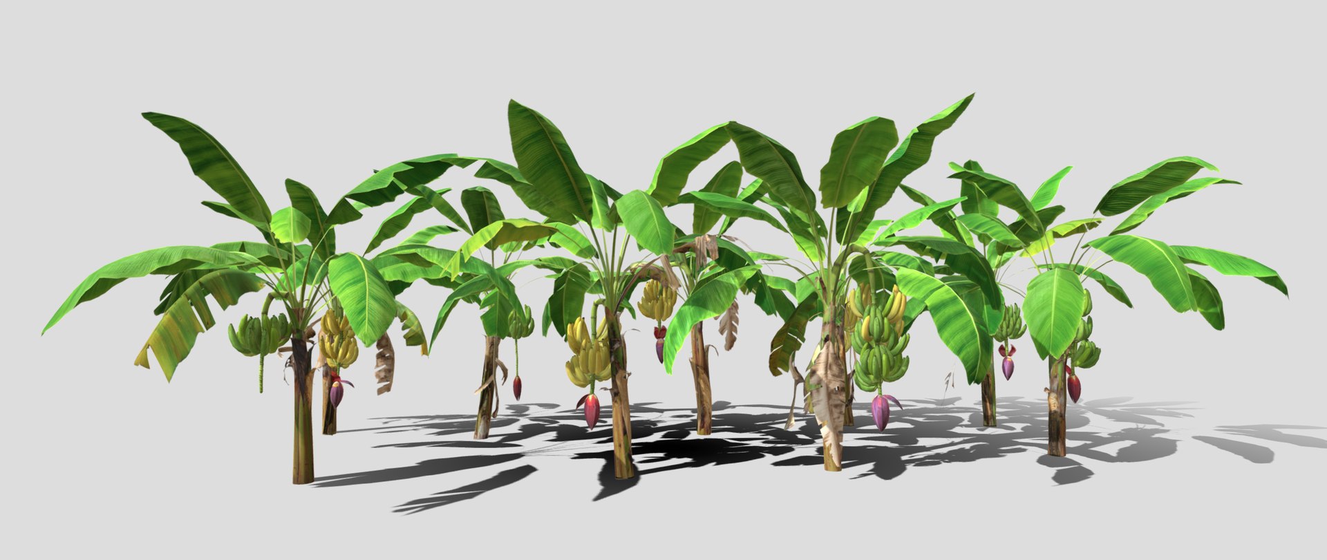 3D Banana Plantation Model - TurboSquid 1991056
