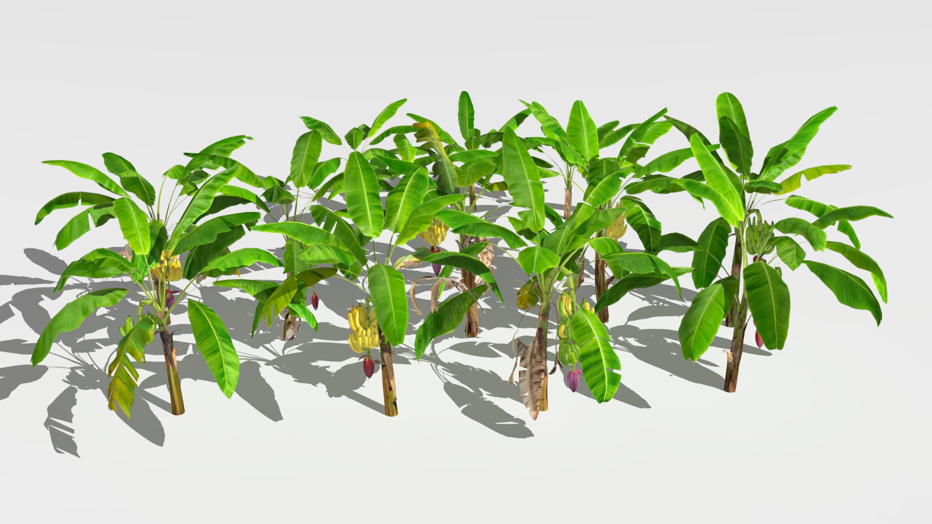 3D Banana Plantation Model - TurboSquid 1991056