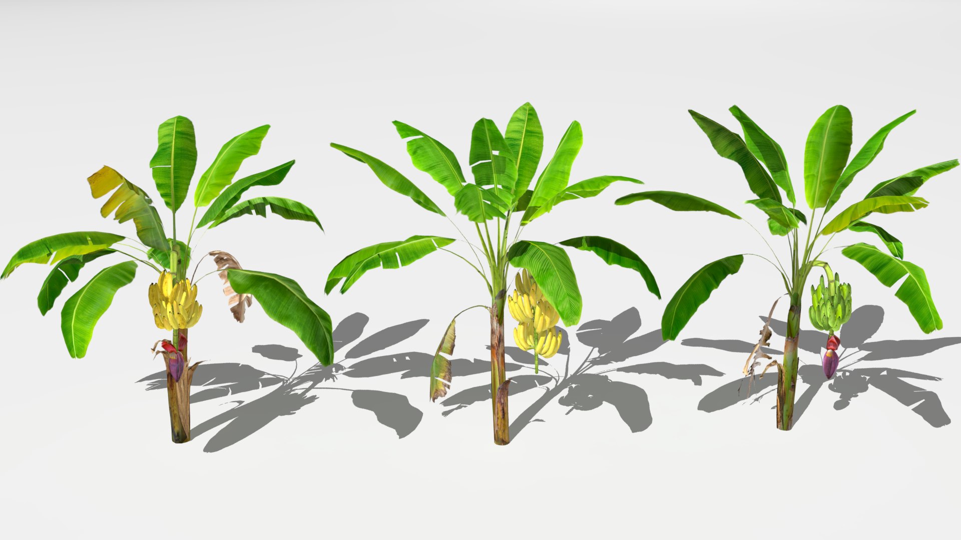 3D Banana Plantation Model - TurboSquid 1991056