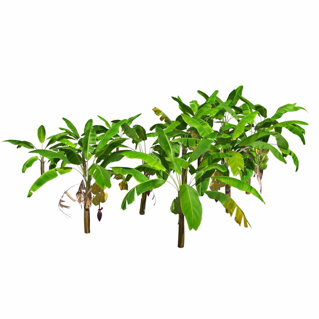 3D Banana Plantation Model - TurboSquid 1991056