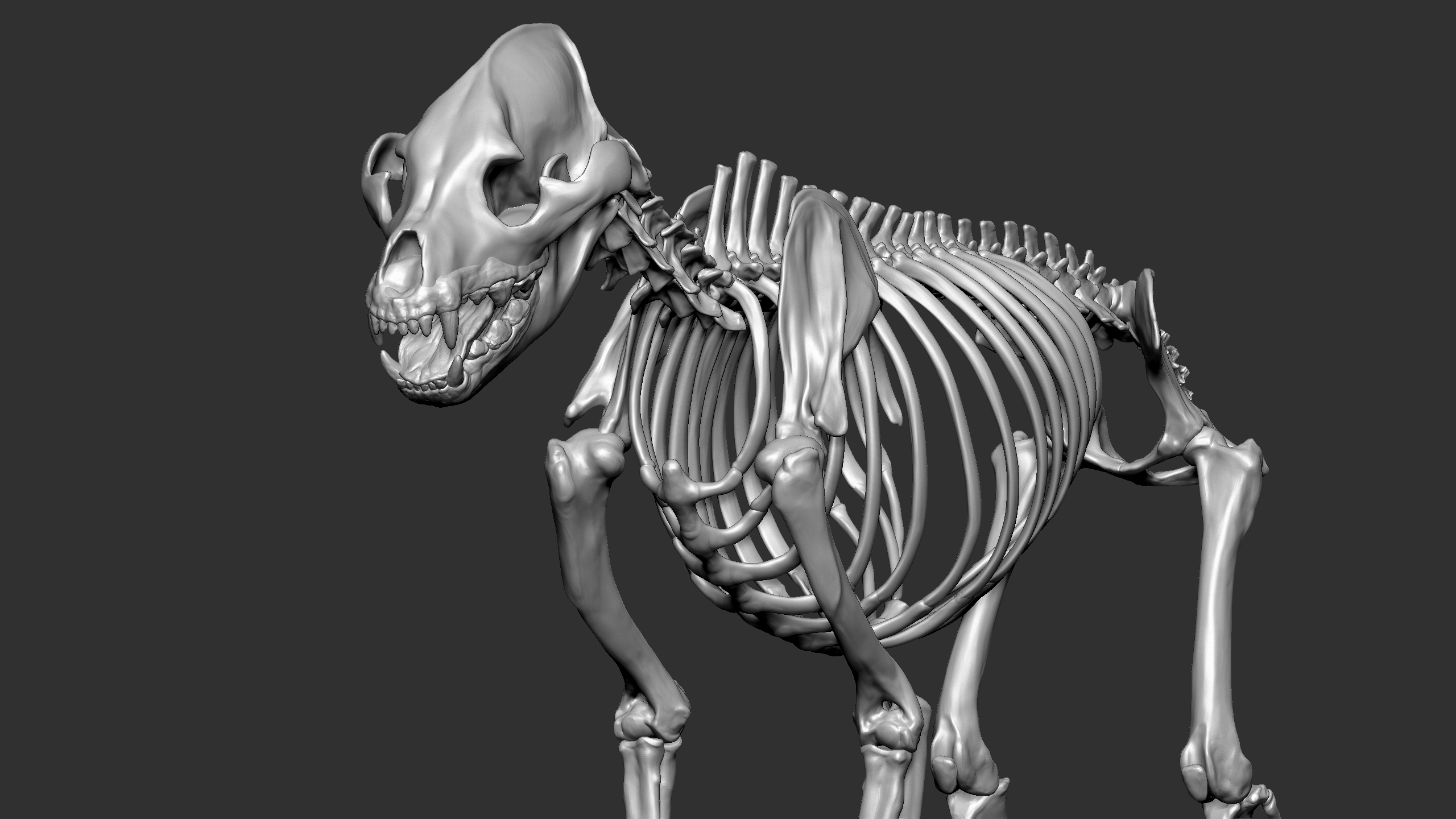 Hyena VFX MUSCLE SIMULATION 3D model - TurboSquid 1739752