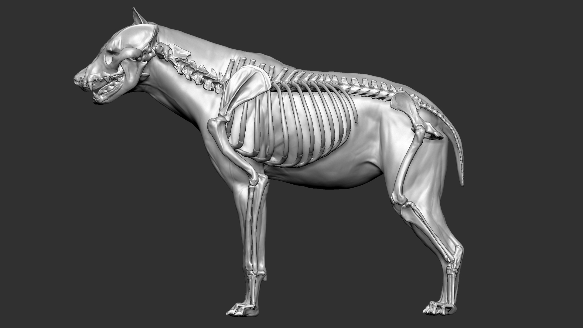 Hyena VFX MUSCLE SIMULATION 3D model - TurboSquid 1739752