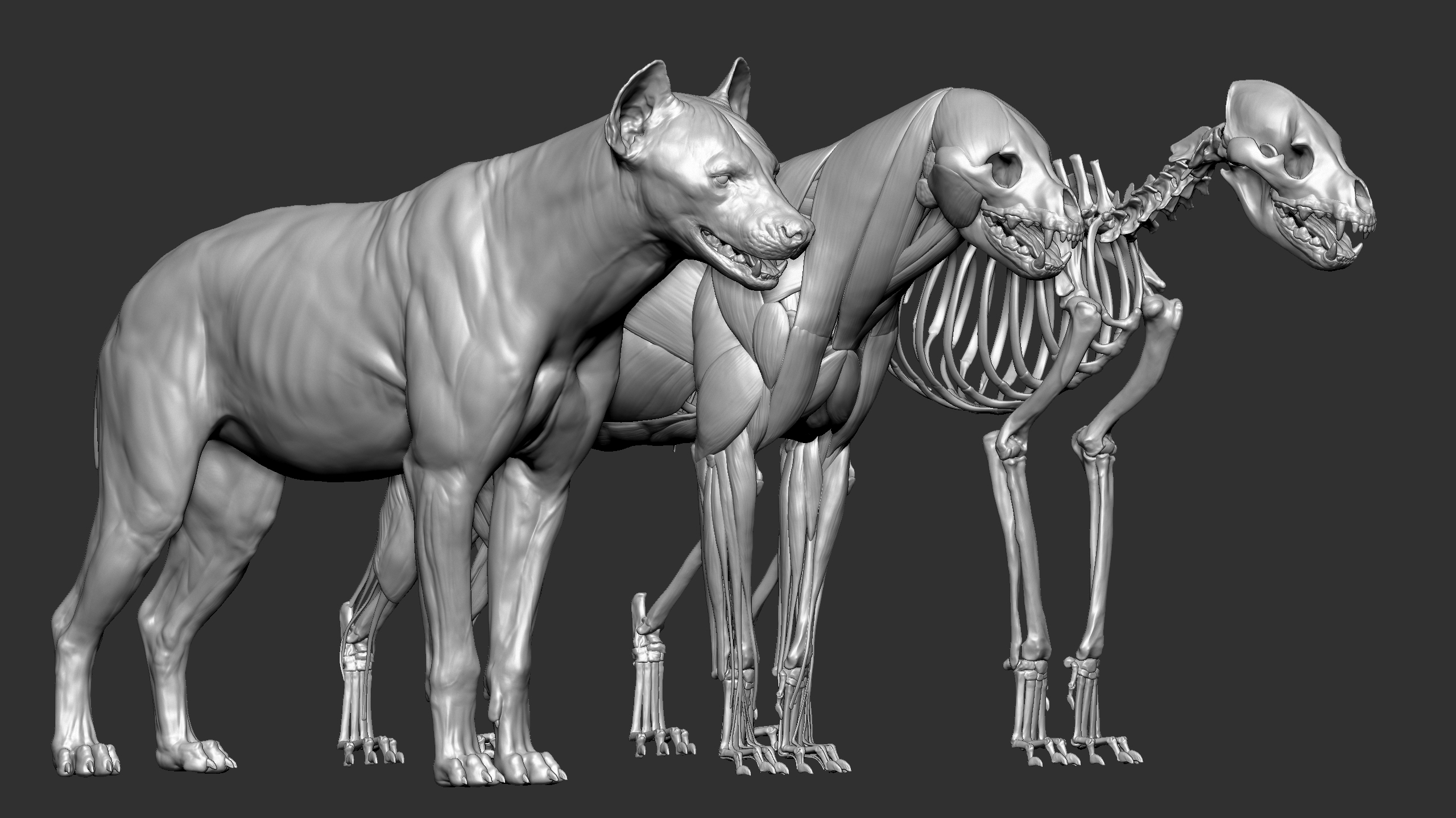 Hyena VFX MUSCLE SIMULATION 3D model - TurboSquid 1739752