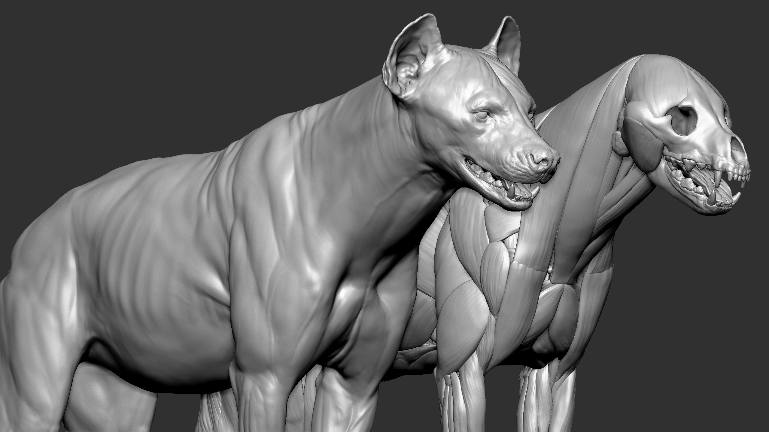 Hyena VFX MUSCLE SIMULATION 3D model - TurboSquid 1739752