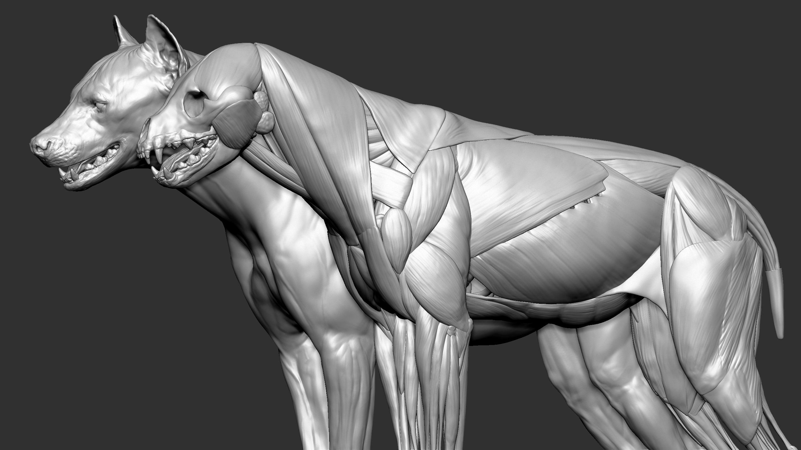 Hyena VFX MUSCLE SIMULATION 3D model - TurboSquid 1739752