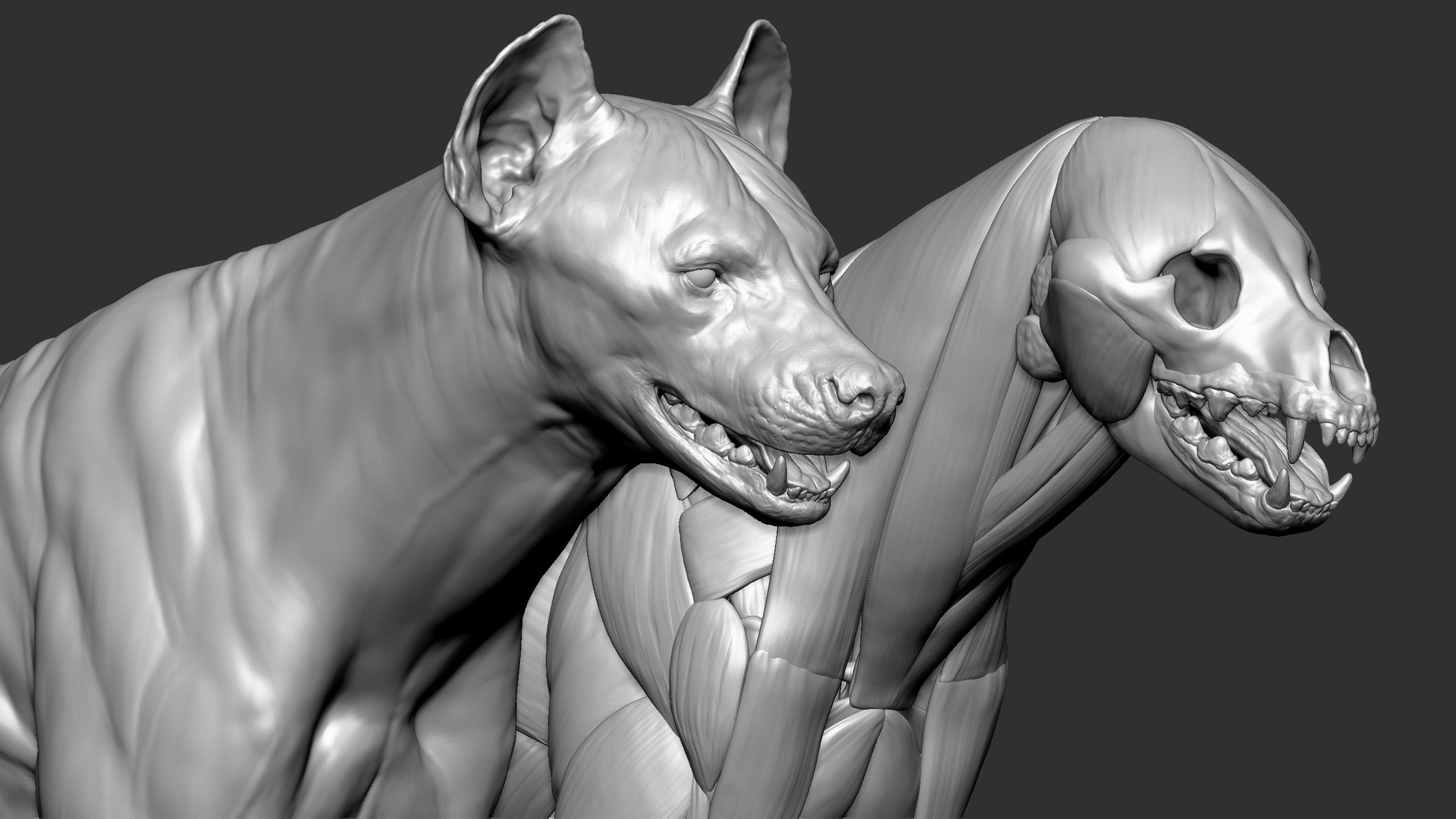 Hyena VFX MUSCLE SIMULATION 3D model - TurboSquid 1739752