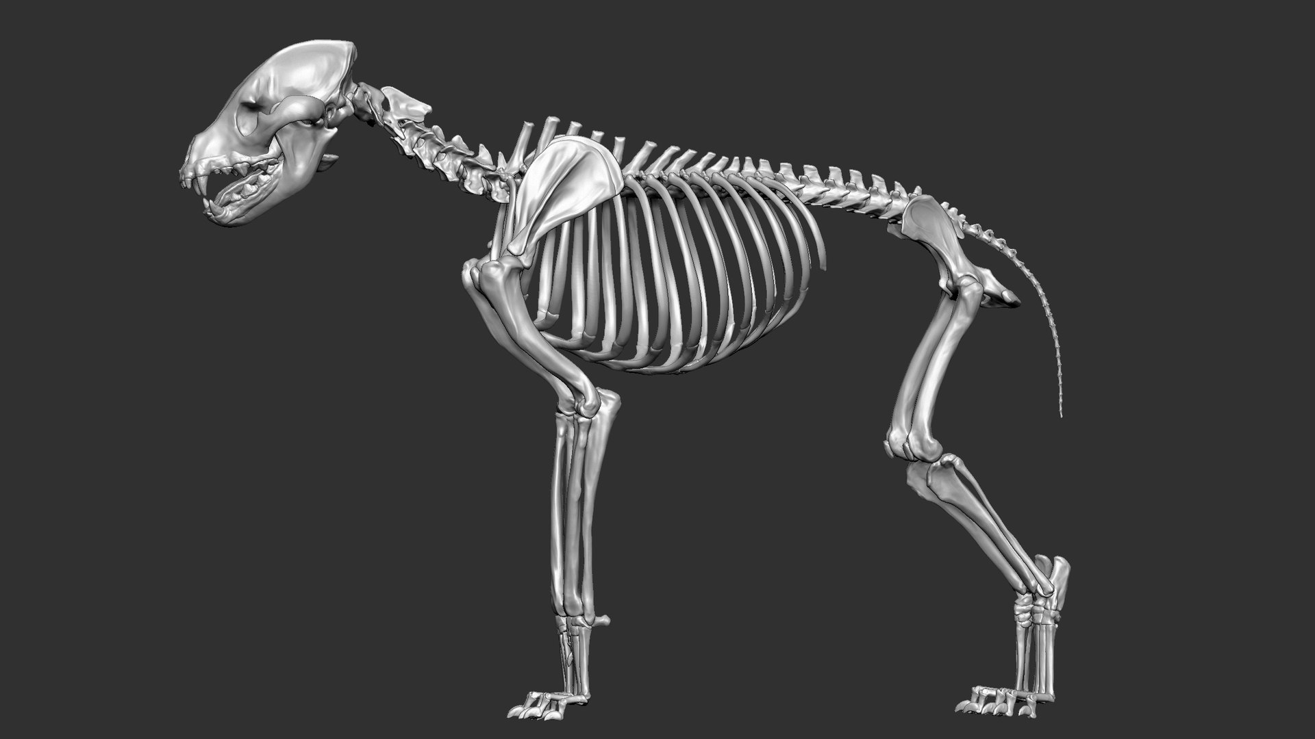 Hyena VFX MUSCLE SIMULATION 3D model - TurboSquid 1739752