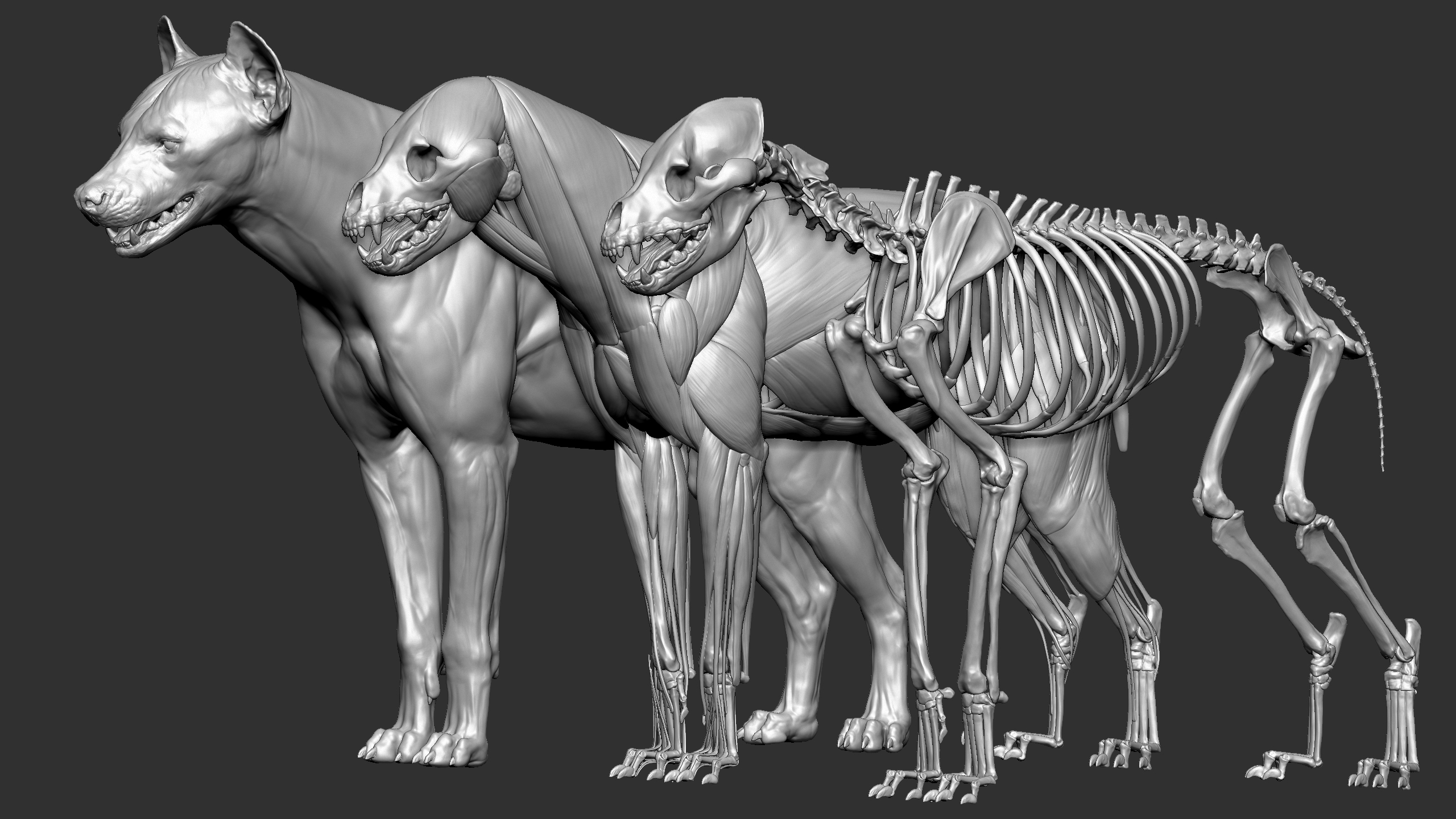 Hyena VFX MUSCLE SIMULATION 3D model - TurboSquid 1739752